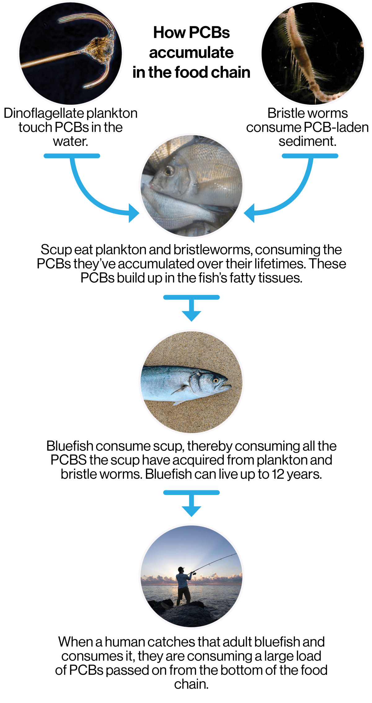 Despite PCB warnings, many still catch and eat fish from New Bedford ...