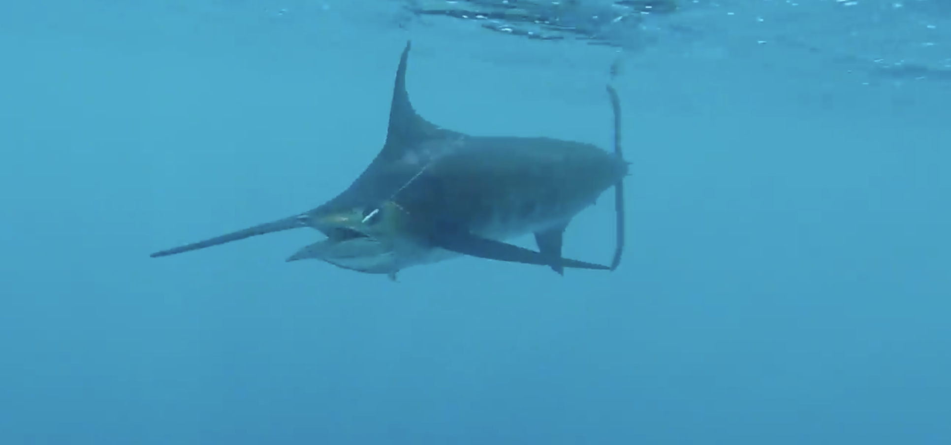 Warm waters bring exotic, tropical species to the South Coast - The New ...