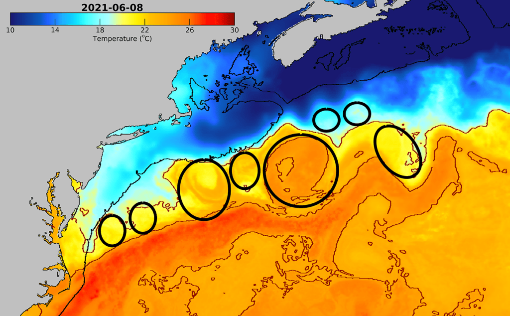 Warm waters bring exotic, tropical species to the South Coast - The New ...