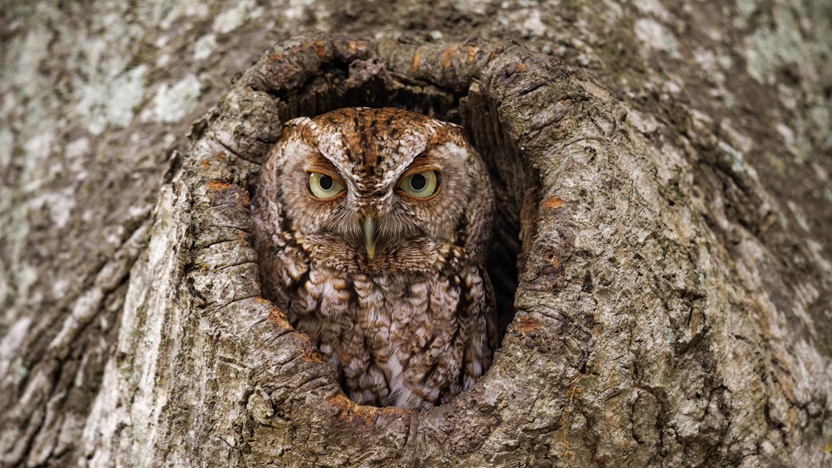 Nature Play & Learn: Owl Prowl - The New Bedford Light